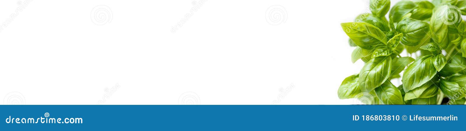 Banner with fresh basil stock photo. Image of isolated - 186803810