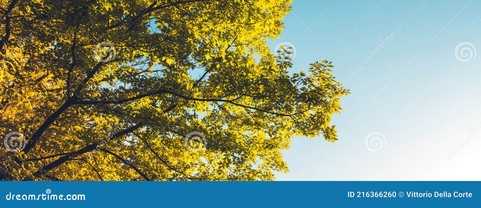 Banner of the Half of a Tree with Sky Stock Photo - Image of natural ...