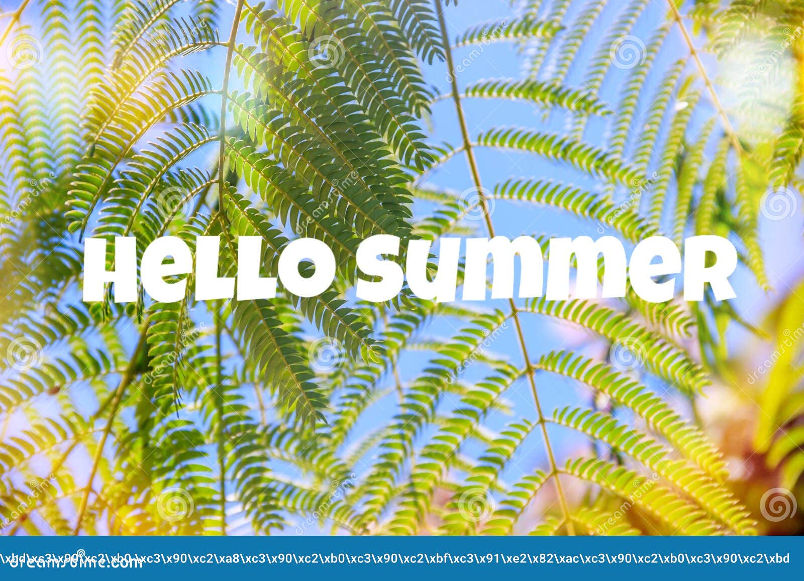 Banner Hello Summer . the Branches of the Palm Trees. Plants and Trees ...