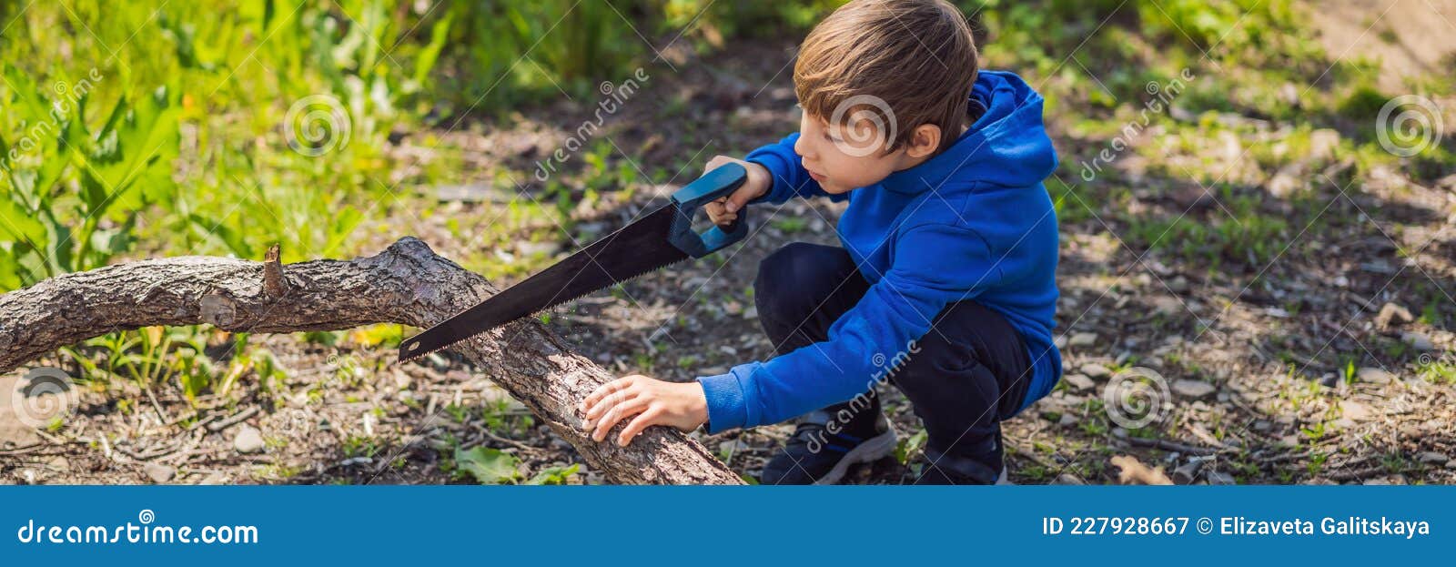 BANNER, LONG FORMAT a Boy Scout Saws Tree Branches for a Fire in the ...