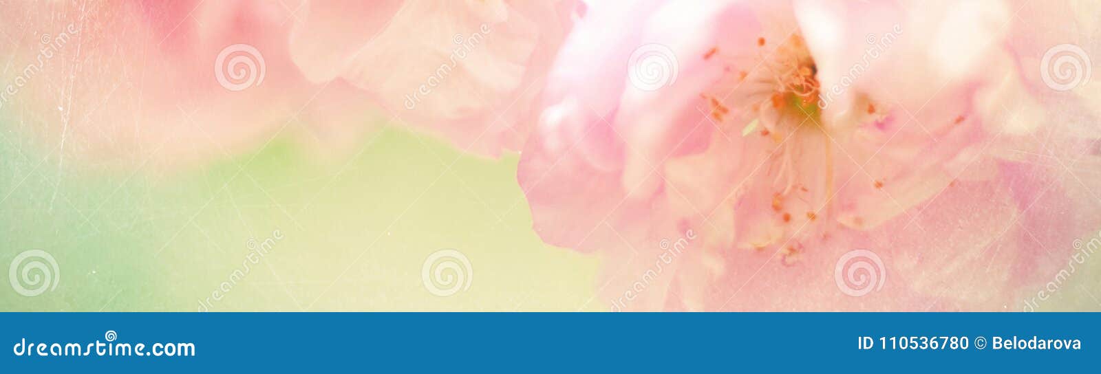 Banner with Nature Flowers Background - Web Header Template Stock Photo ...