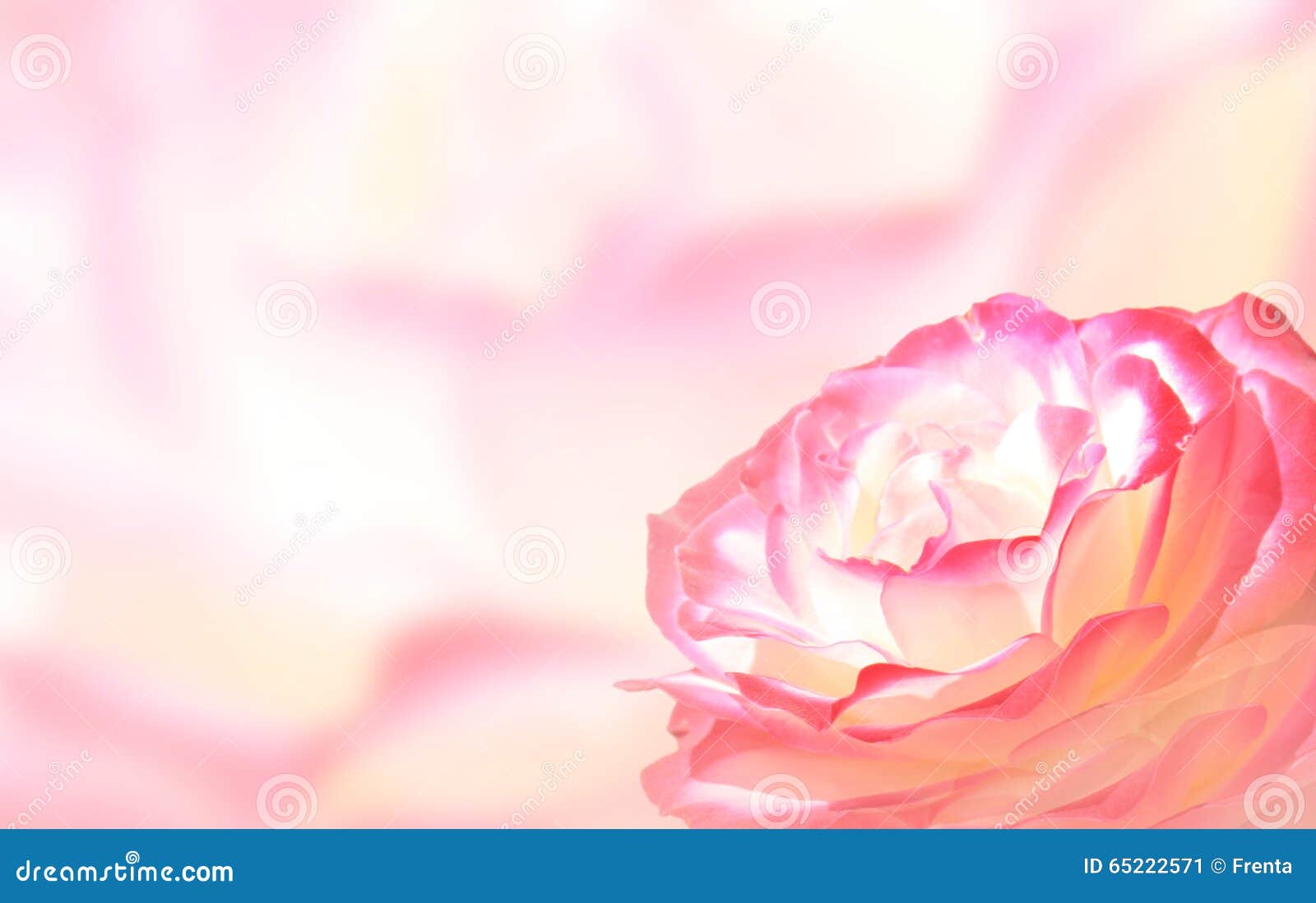 Banner with pink rose stock image. Image of blossom, pink - 65222571