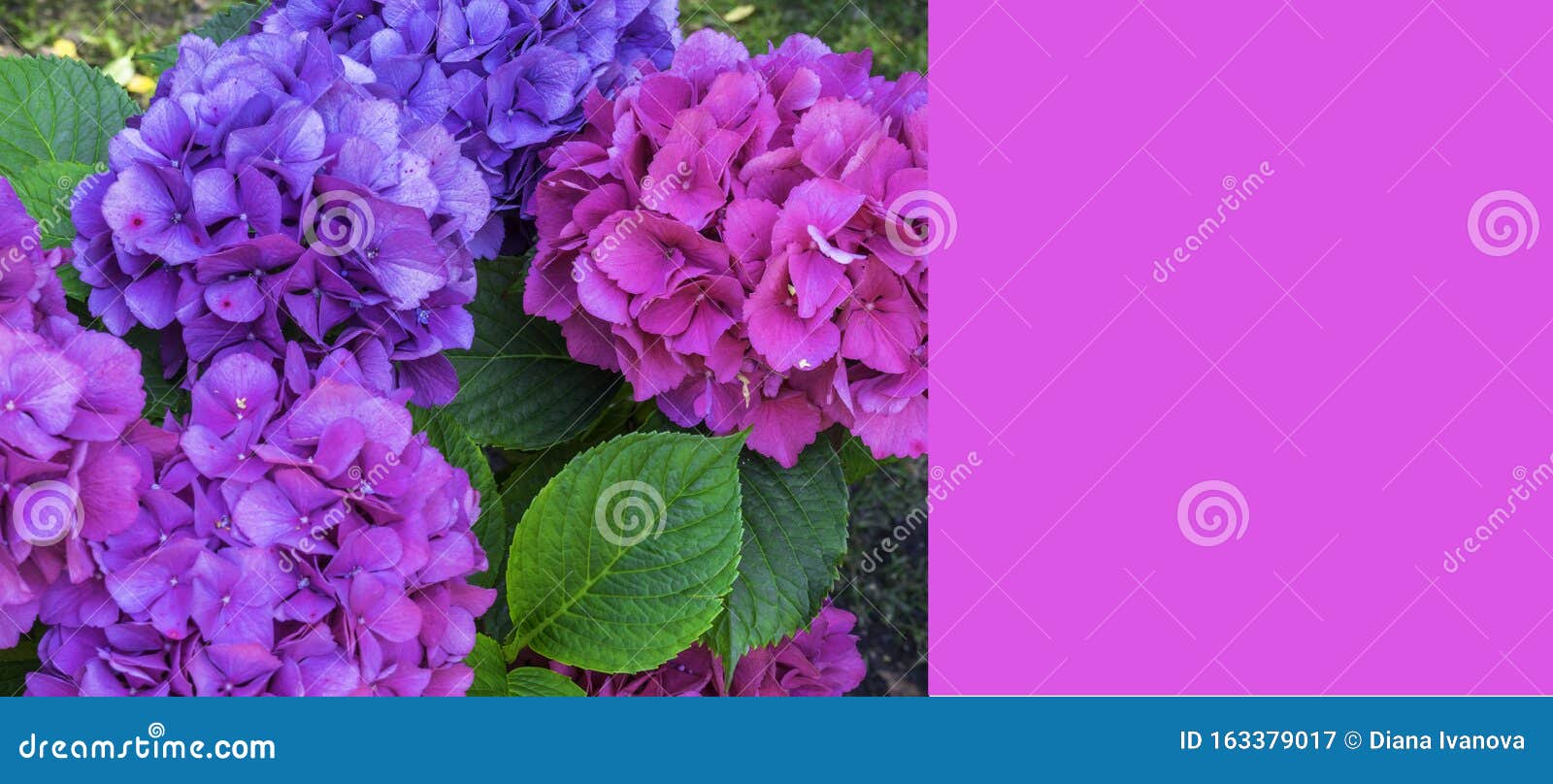 Banner of Purple Hydrangea Flower (Hydrangea Macrophylla) in a Garden ...