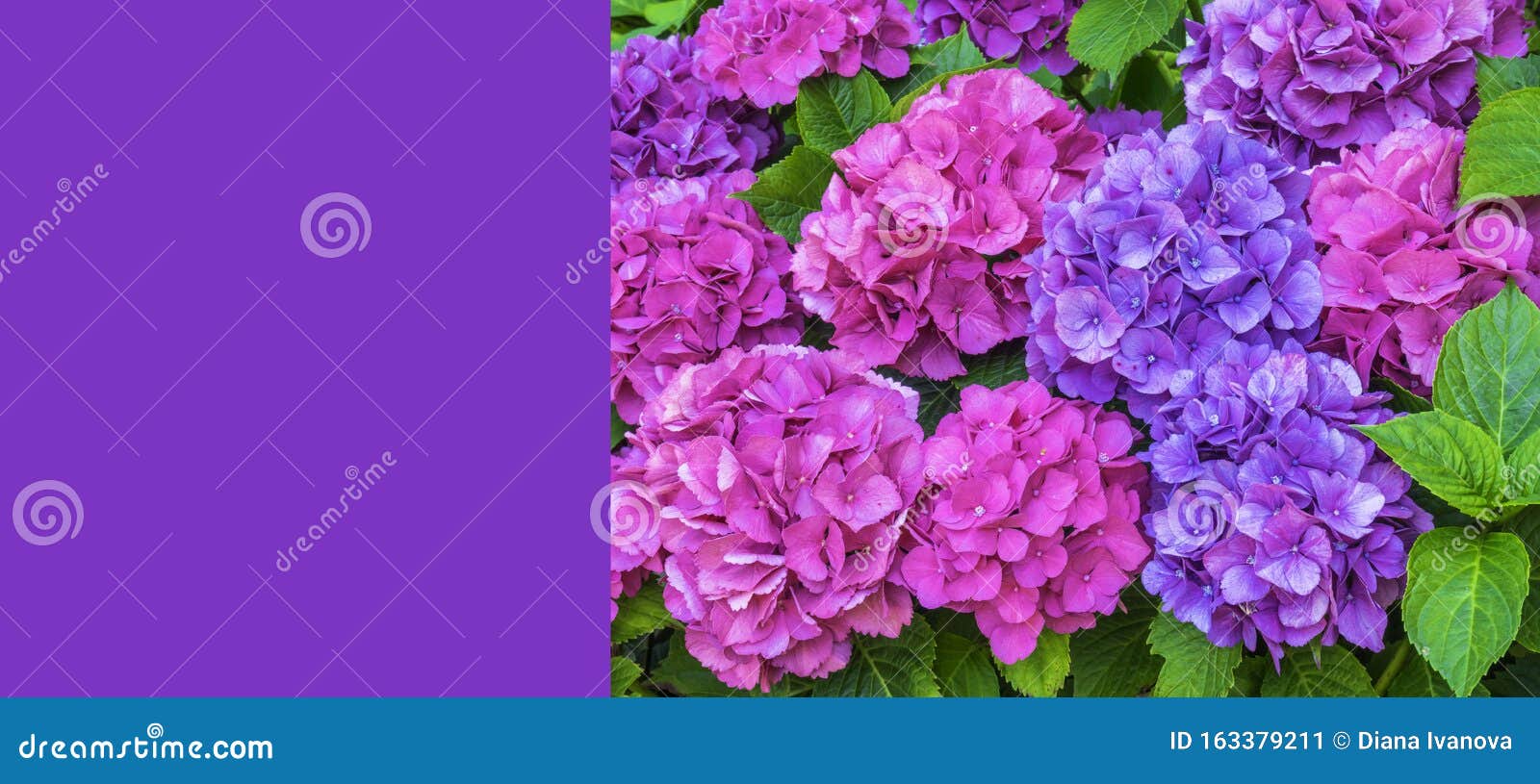 Banner of Purple Hydrangea Flower (Hydrangea Macrophylla) in a Garden ...