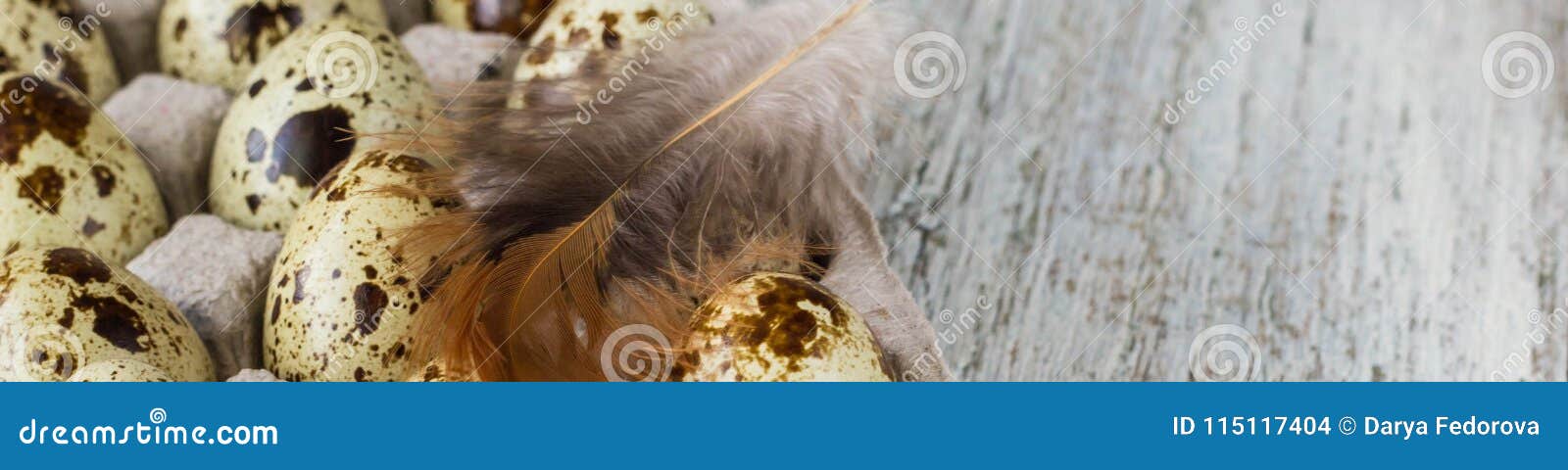 Banner of Quail Eggs in Cardboard Rack on Background with Feather Stock ...