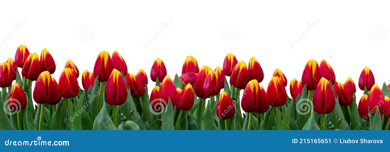 Banner with Red Tulips Border Stock Image - Image of celebration, card ...