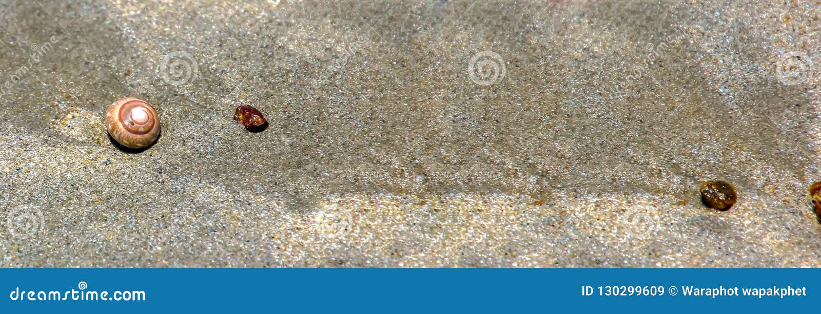 Banner Size,Sandy Beach with Beautiful Shells on the Sand Stock Image ...