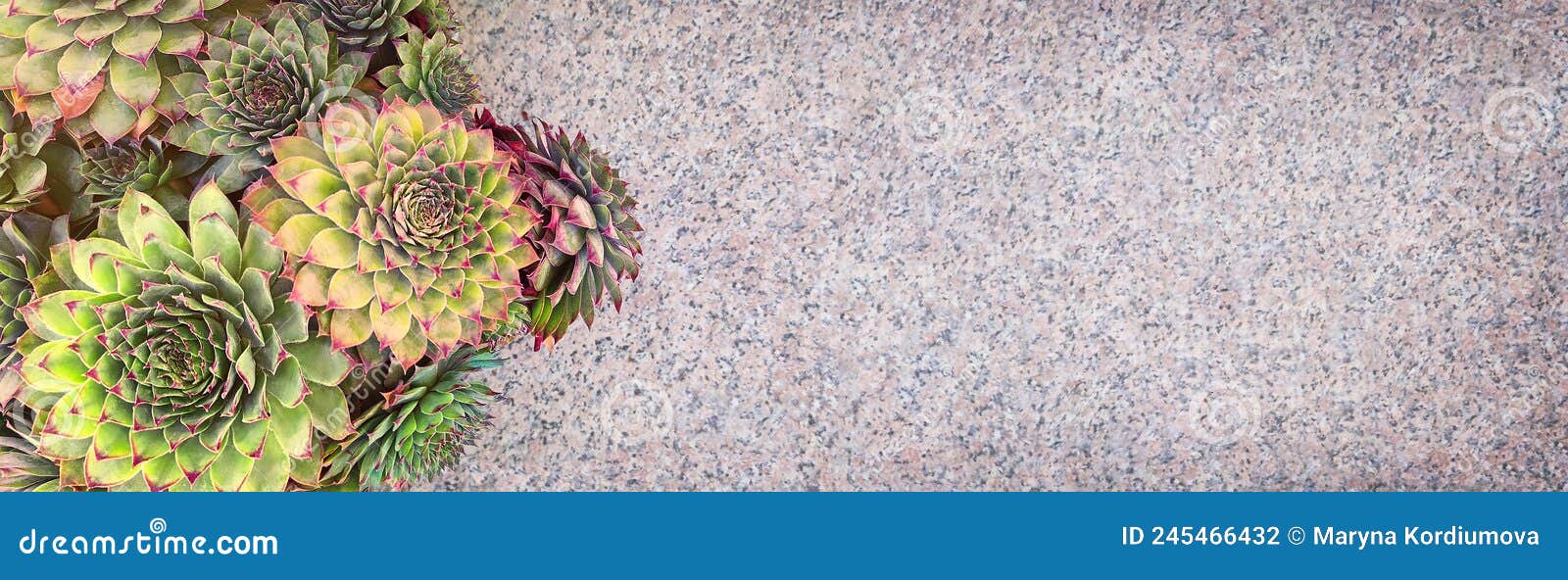 Banner Succulent Eheveria In A Concrete Planter. Potted Houseplant ...