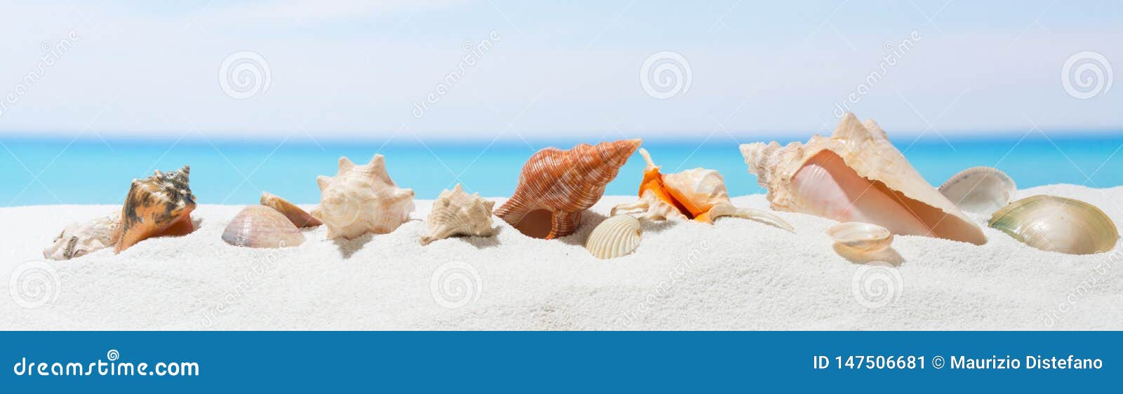 Banner Summer Background with White Sand. Seashell on the Beach Stock ...