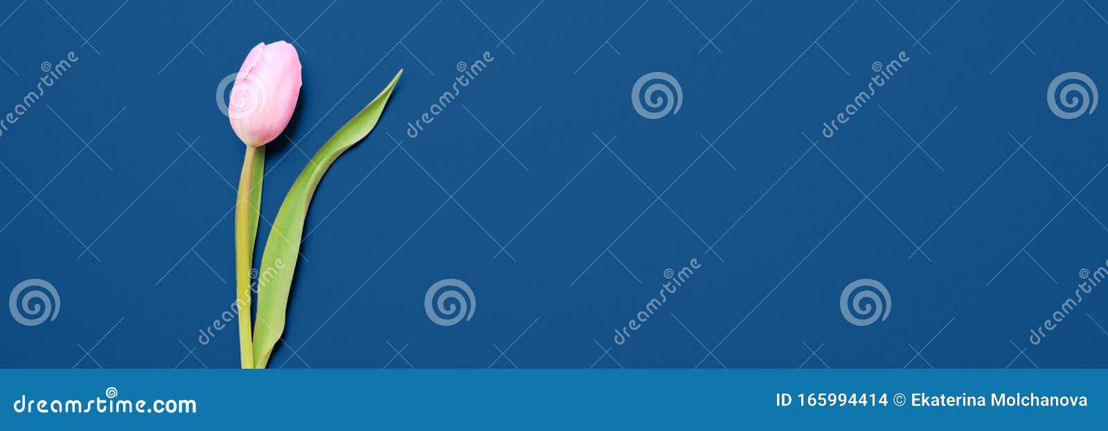 Banner with Tulip on the Solid Classic Blue Background Stock Photo ...