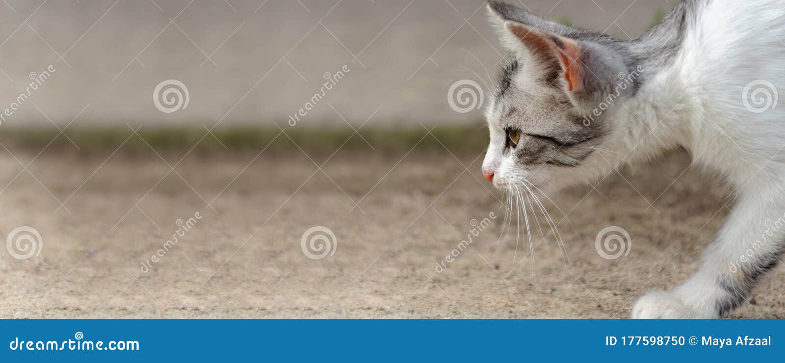 Banner with Walking Cat - Header Template - Website Simple Design Stock ...