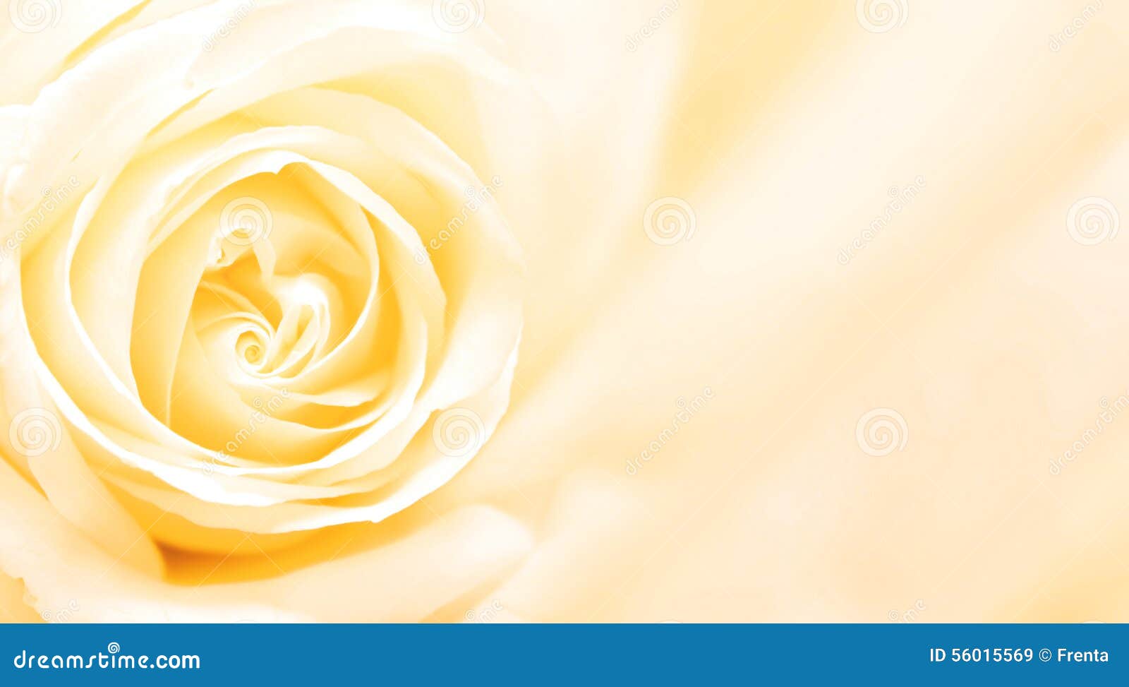 Banner with yellow rose stock image. Image of nature - 56015569