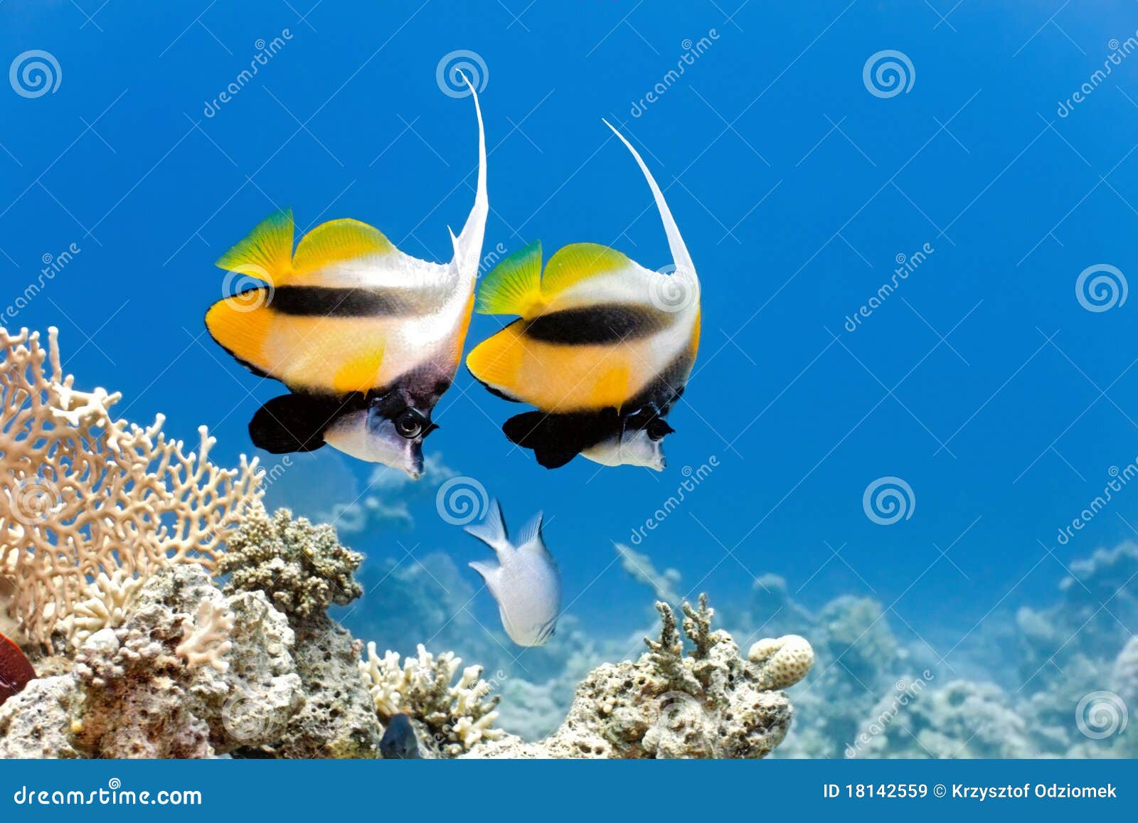 Bannerfish stock image. Image of nature, animal, underwater - 18142559