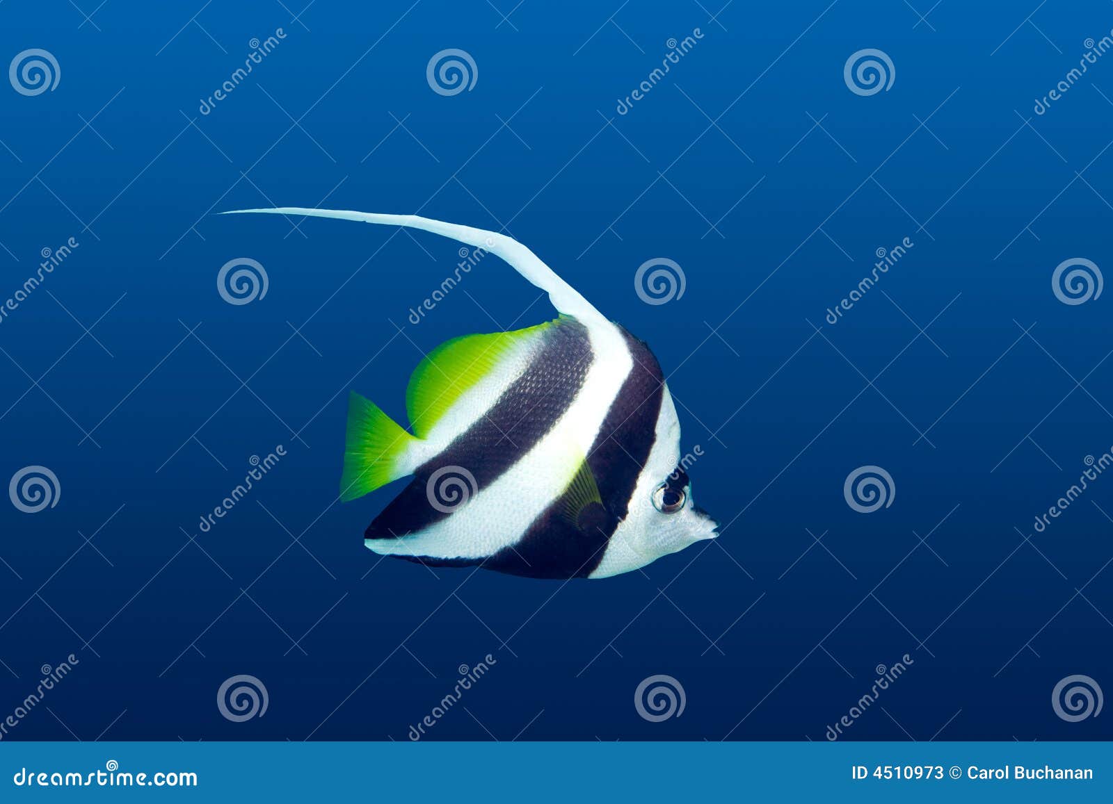 Bannerfish stock image. Image of reef, life, wildlife - 4510973