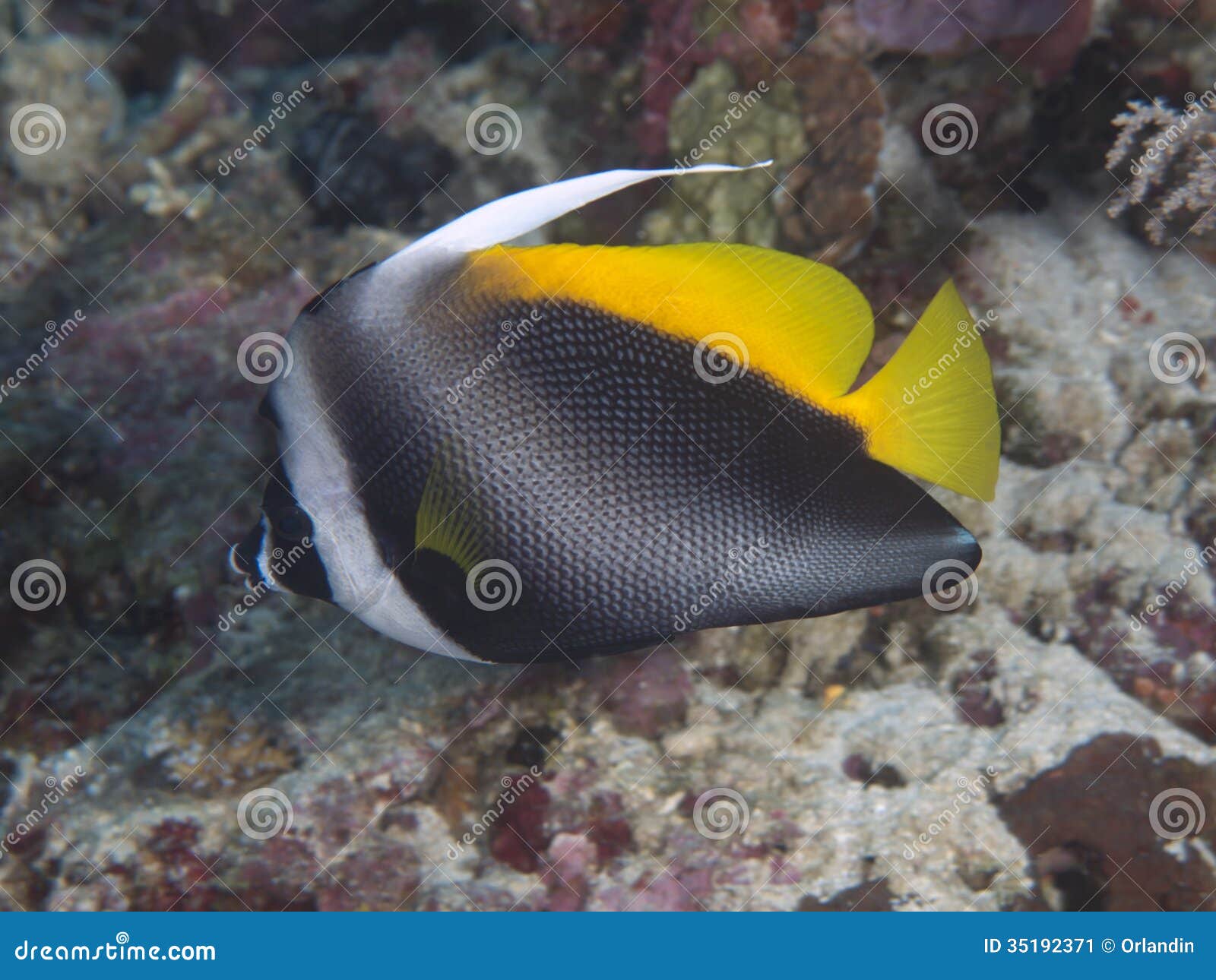 Bannerfish singulares imagen de archivo. Imagen de pescados - 35192371