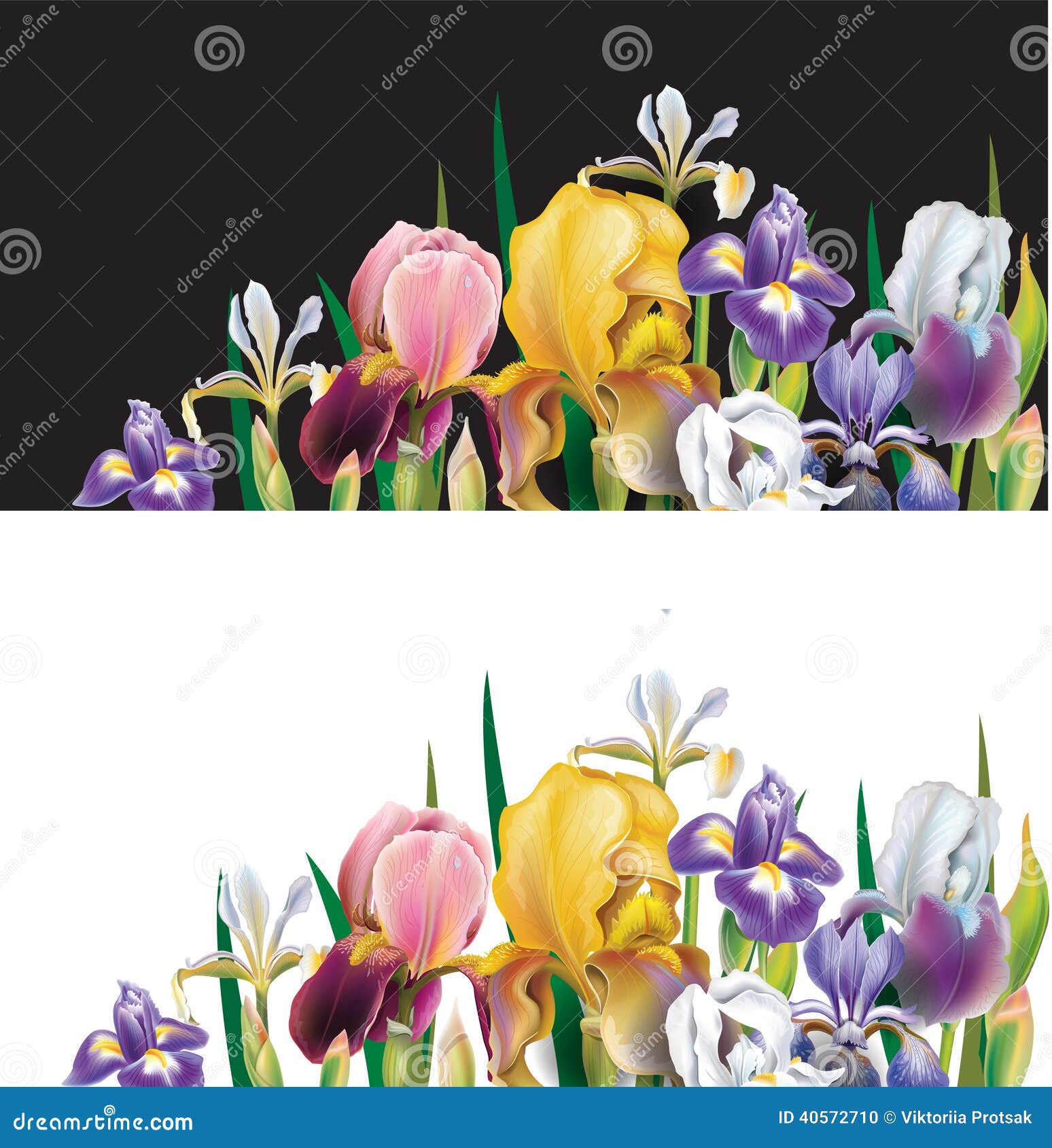 Banners Iris Flowers Stock Illustrations – 130 Banners Iris Flowers ...