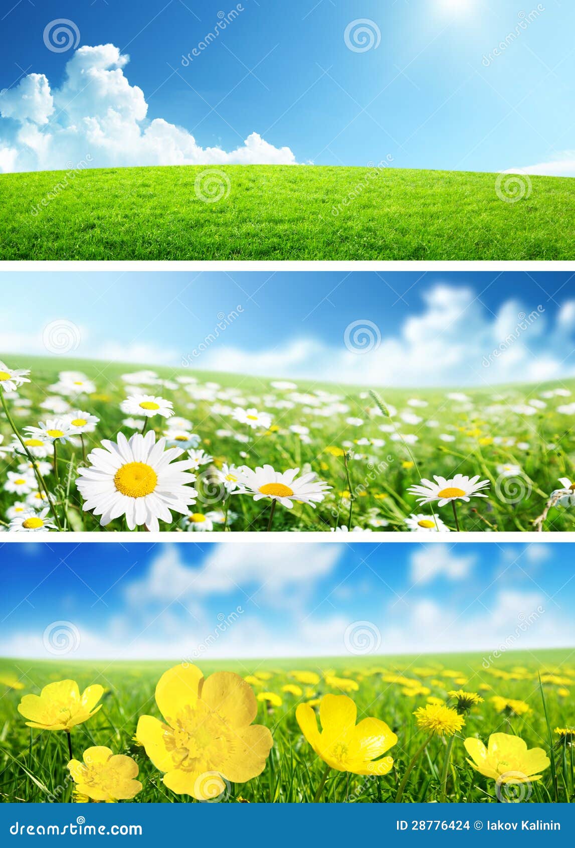 Banners of Spring Flowers and Grass Stock Photo - Image of nature, blue ...