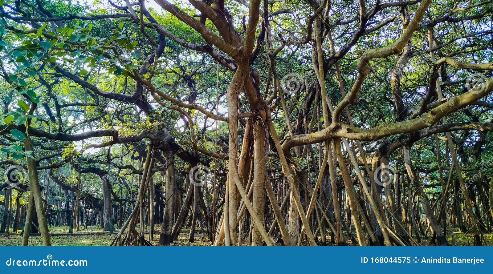 Bannyan Tree Stock Photos - Free & Royalty-Free Stock Photos from ...