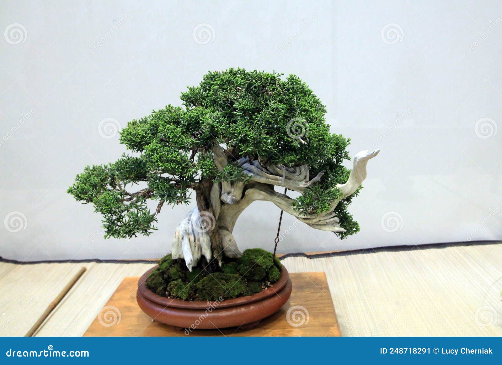 Banzai Tree stock image. Image of background, leaves - 248718291