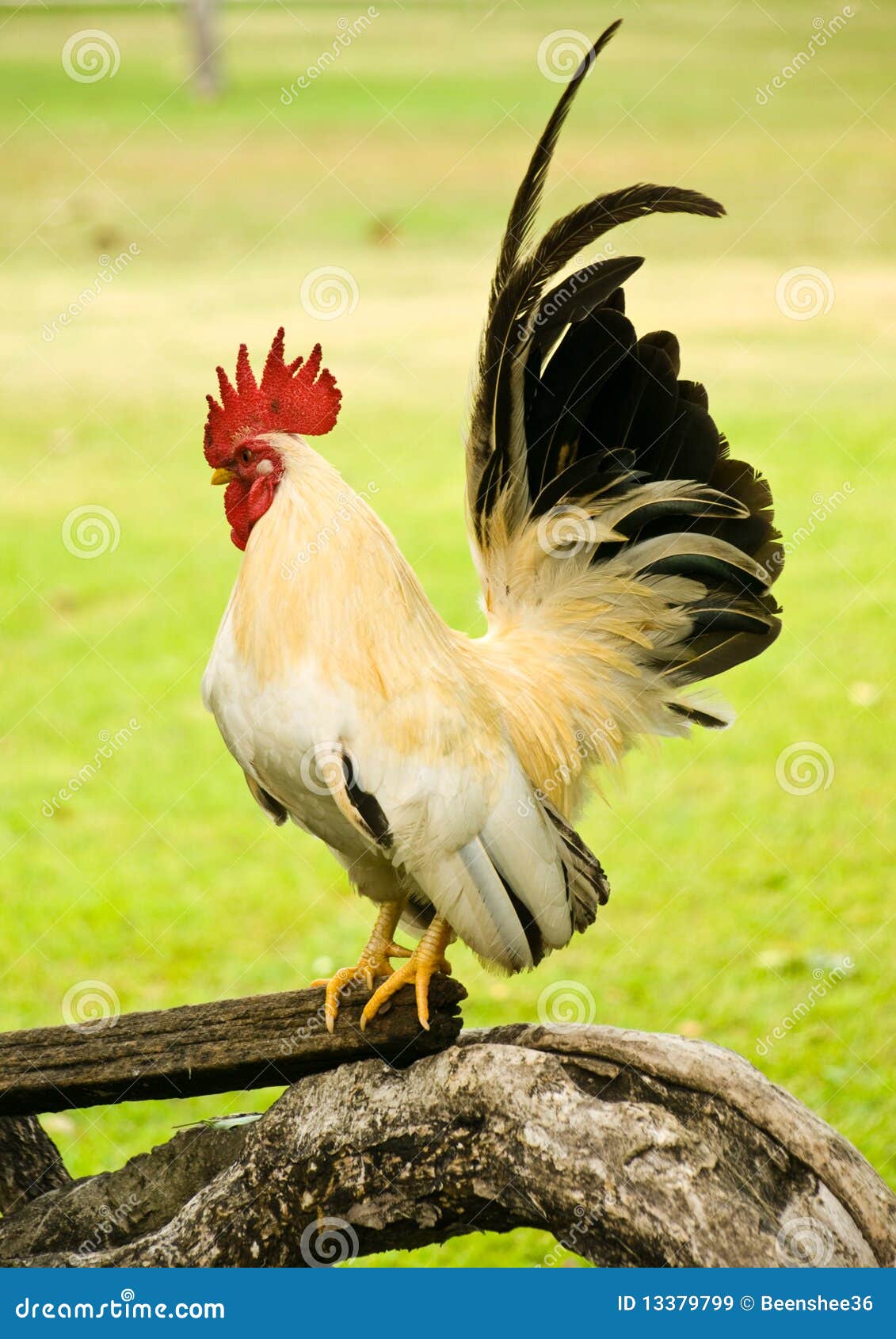 Bantam stock image. Image of animal, symbol, thai, life - 13379799