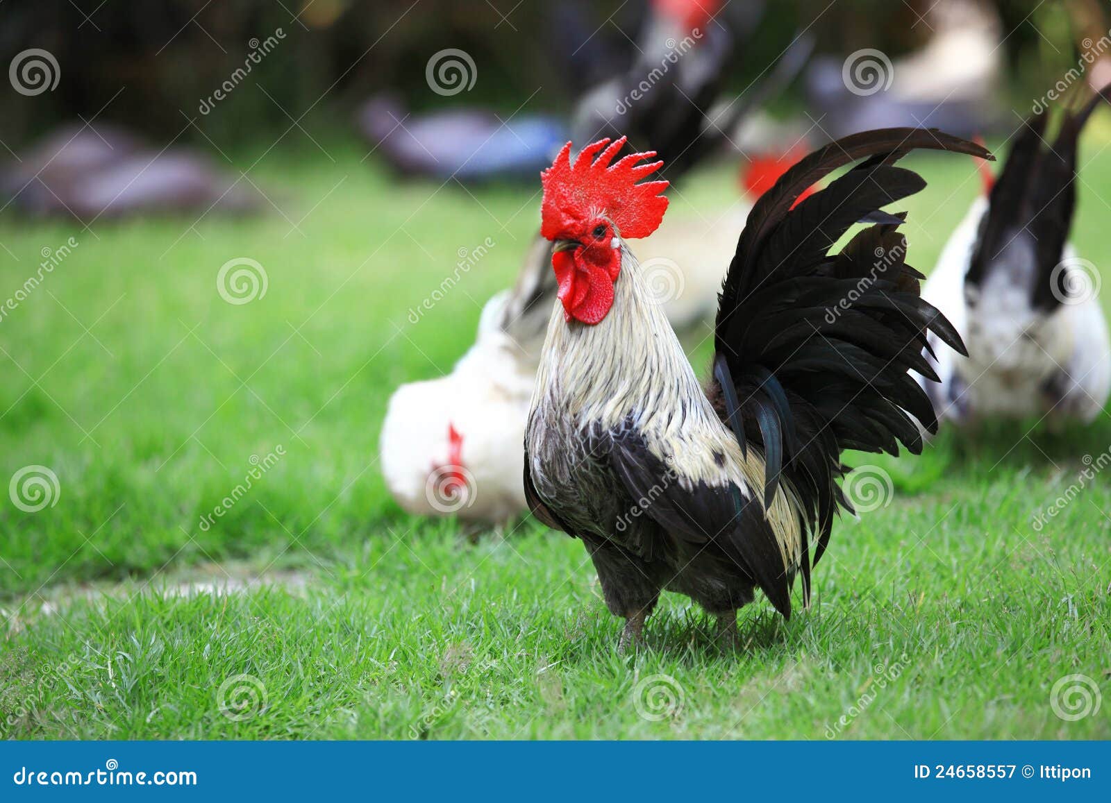 Bantam stock image. Image of colors, bird, walking, orange - 24658557