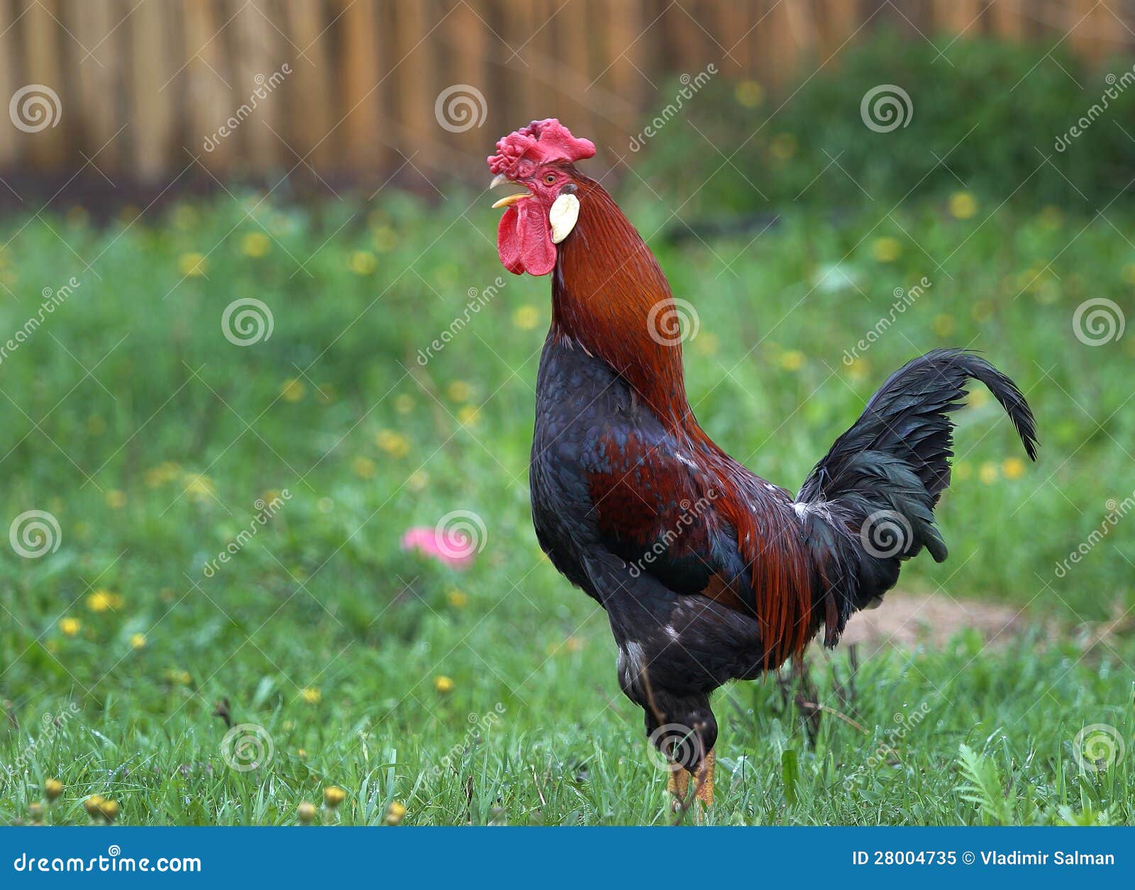 Bantam stock image. Image of outdoors, colors, fowl, domestic - 28004735
