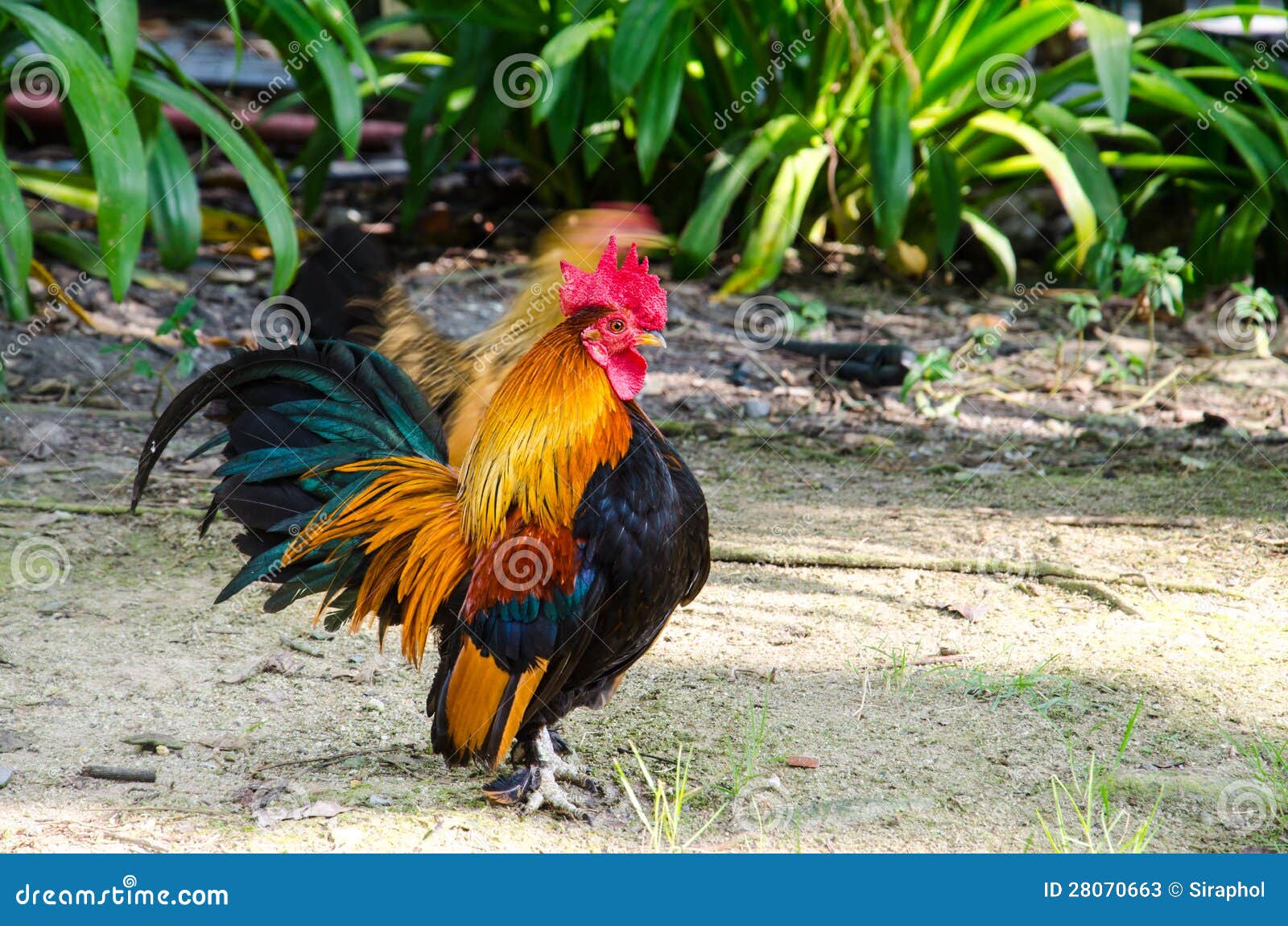 Bantam stock image. Image of chicken, bantam, food, wild - 28070663