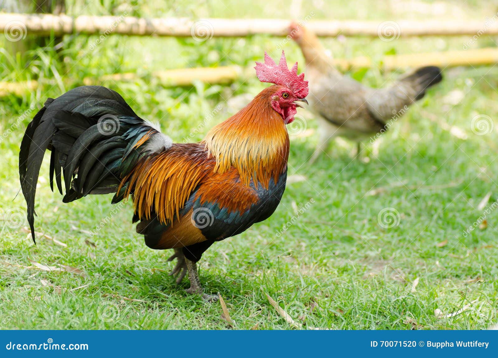 Bantam stock photo. Image of asian, colorful, grass, field - 70071520