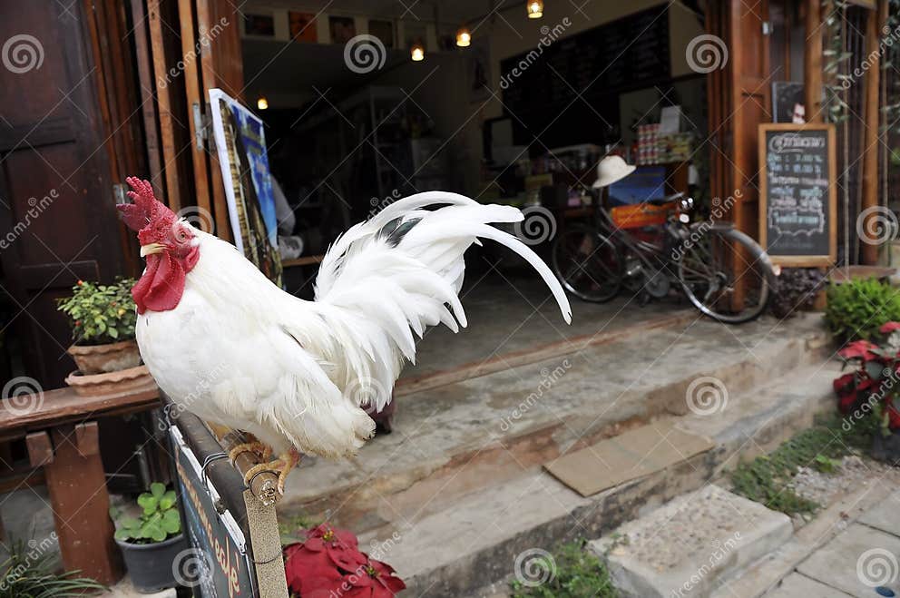 Bantam Bar Single White Hold Stock Photo - Image of face, agriculture ...