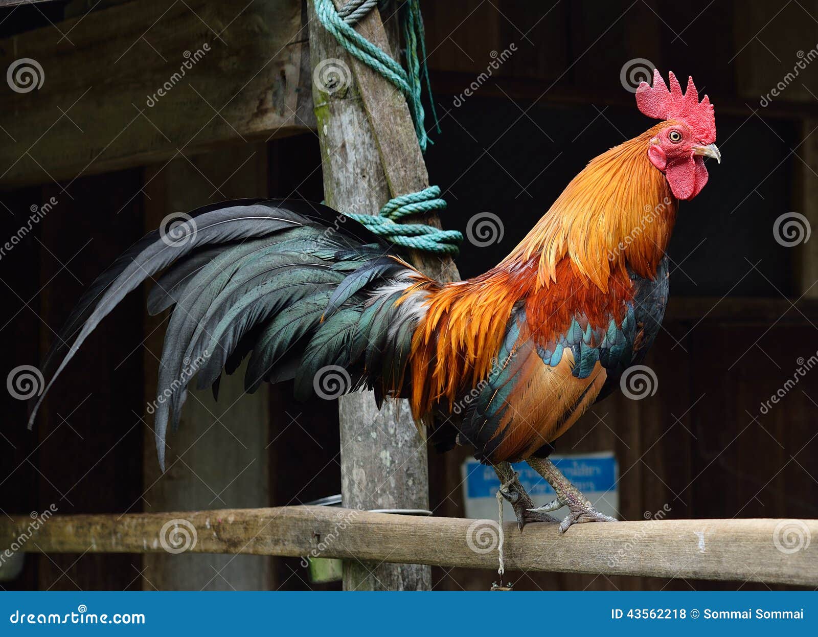 Bantam stock photo. Image of brown, beauty, rooster, orange - 43562218