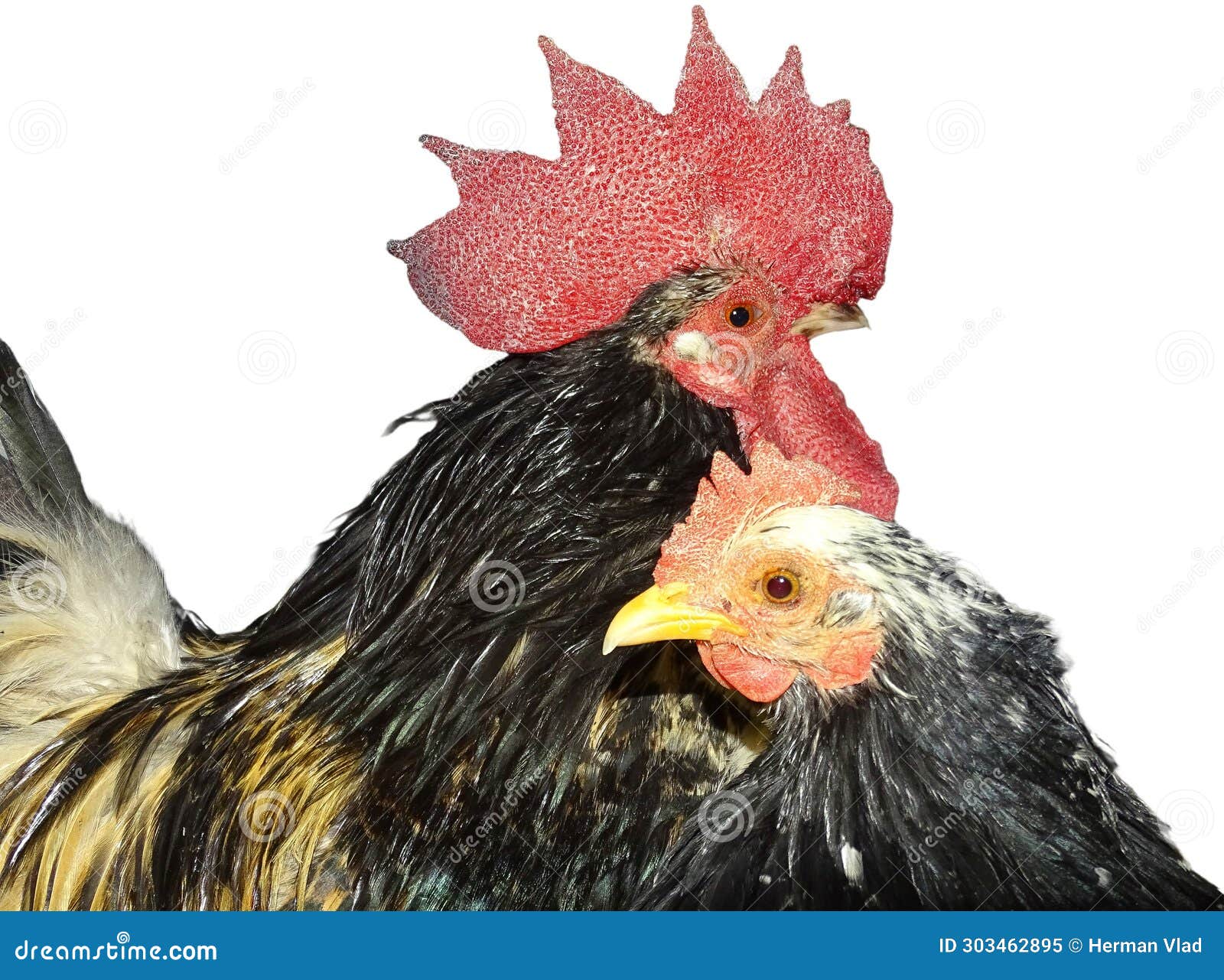Bantam (Chabo) Rooster and a Chicken Stock Image - Image of bird ...