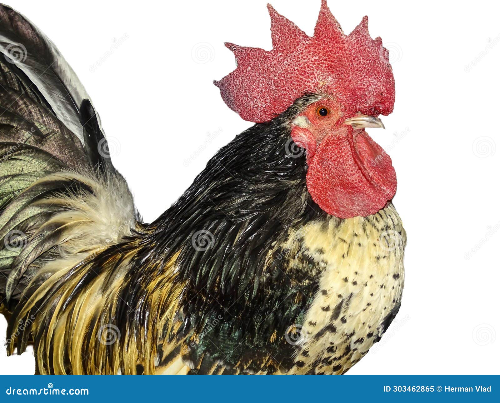 Bantam (Chabo) Rooster on White Stock Image - Image of look, rooster ...