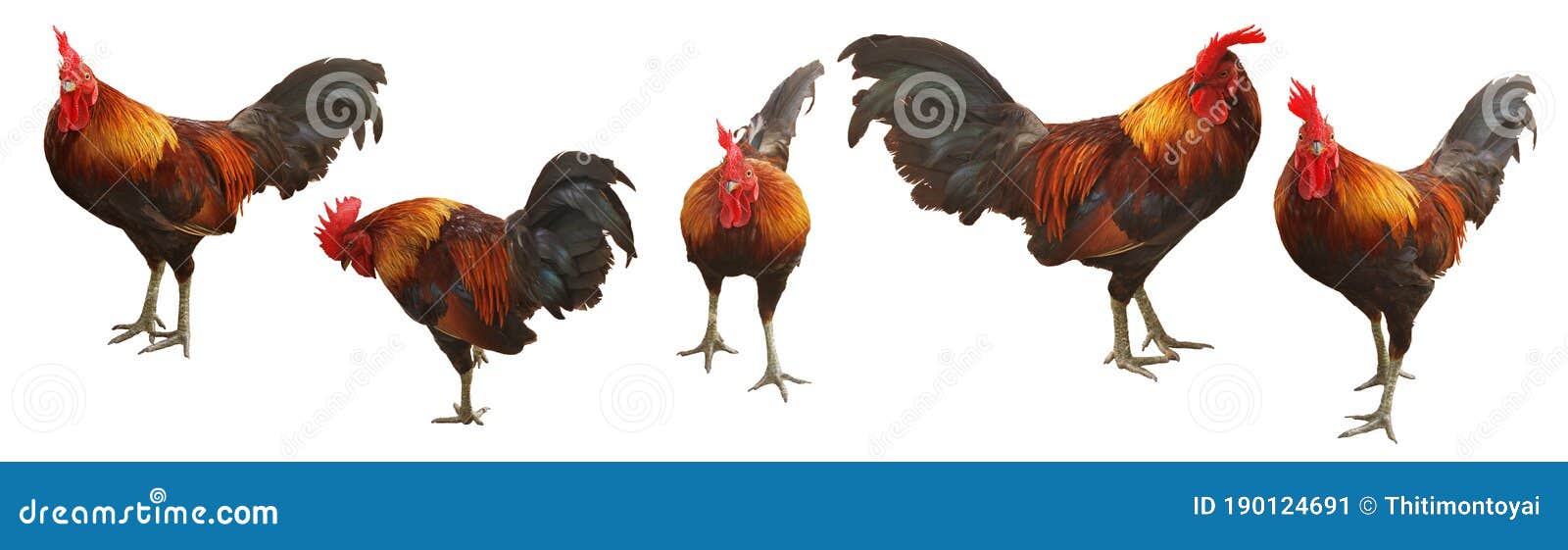 Bantam Chad. stock image. Image of livestock, loud, beak - 190124691
