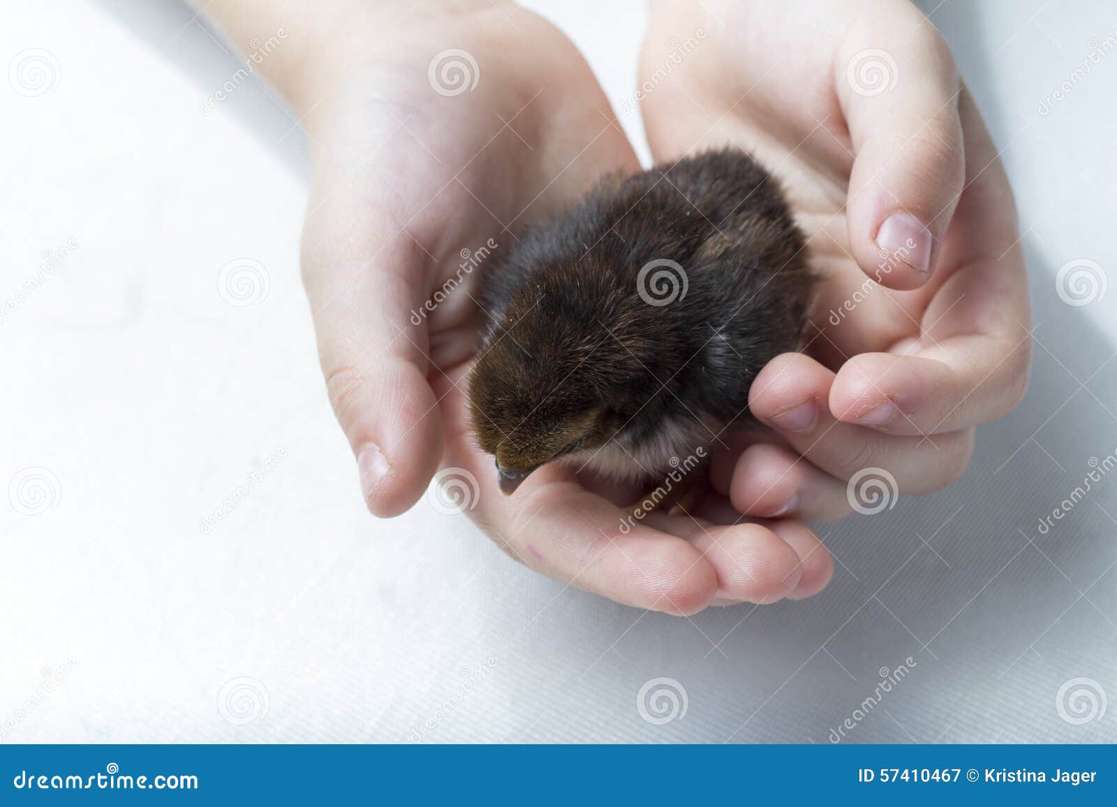 Bantam Chick in Hands stock image. Image of baby, hands - 57410467