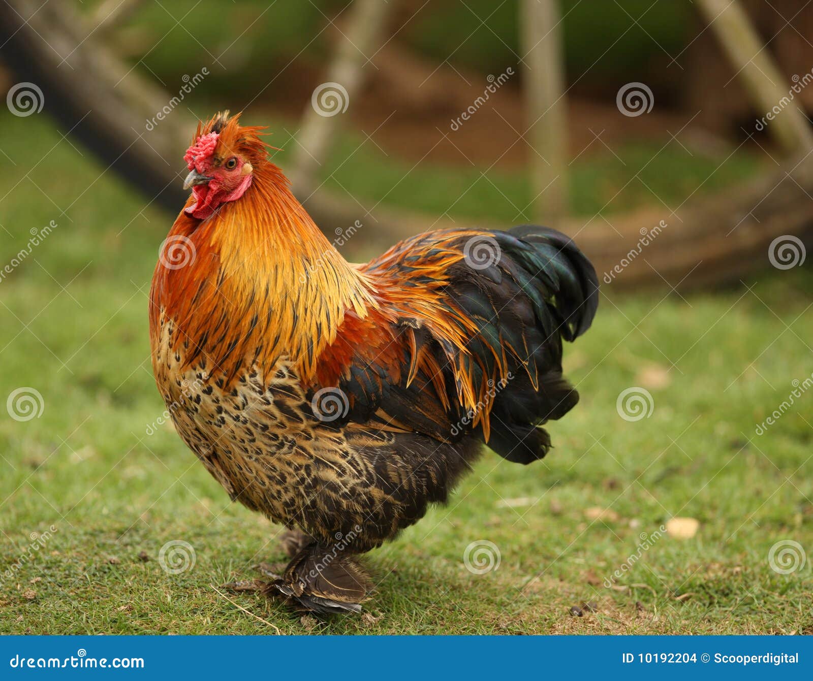 Bantam Chicken stock photo. Image of england, farm, feathers - 10192204