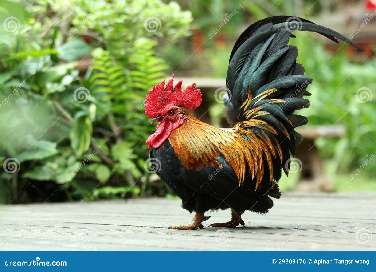 Bantam chicken stock photo. Image of cockerel, colorful - 29309176