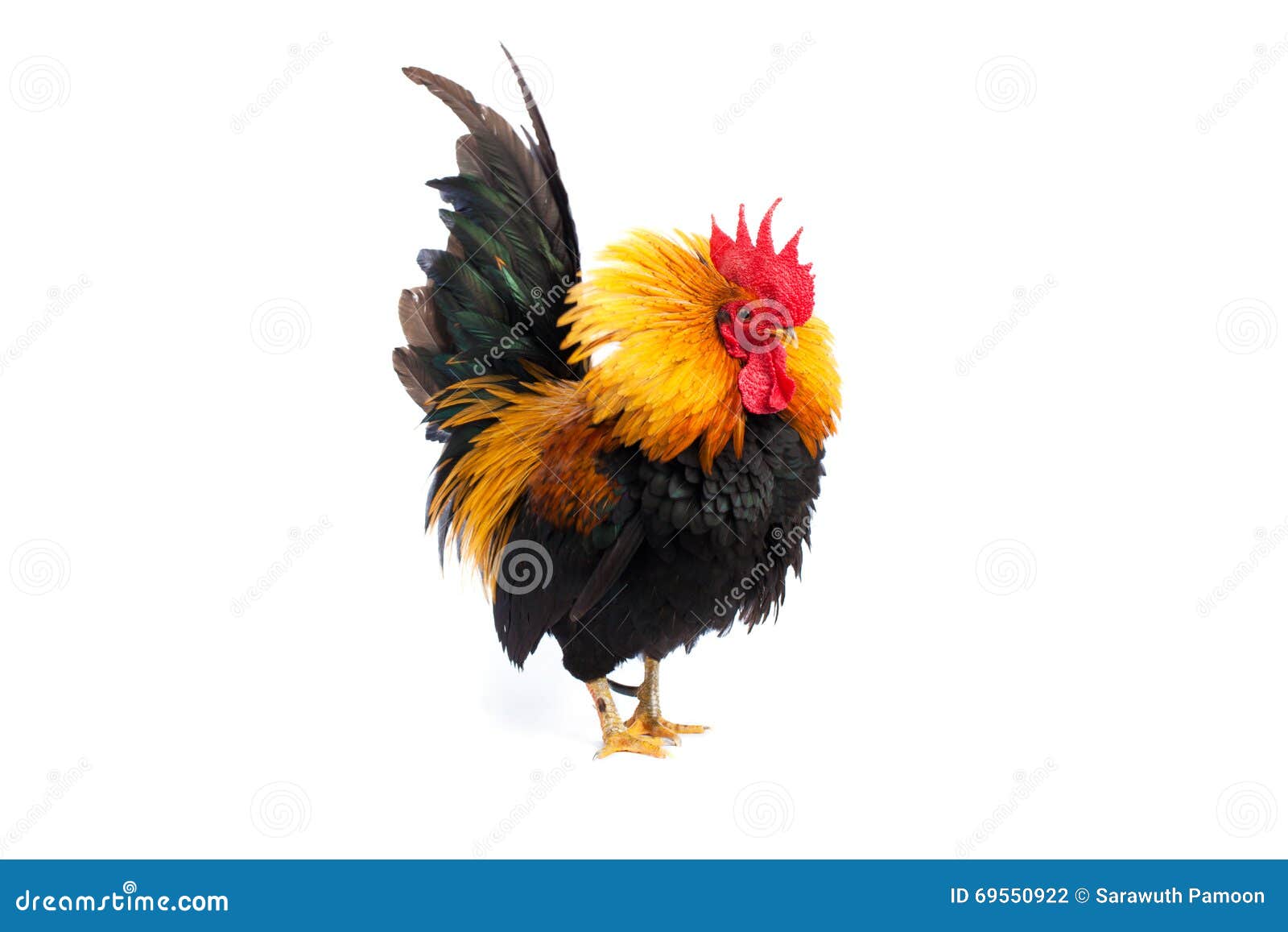 Bantam ,Chicken Bantam Isolated on White Stock Photo - Image of nature ...