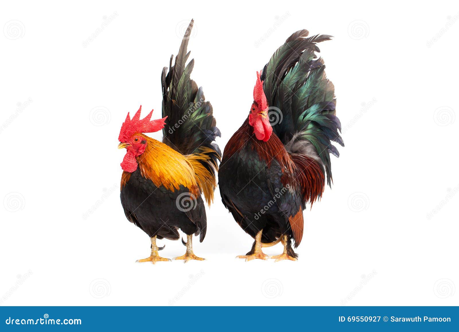 Bantam Chicken Is Standing Isolated On White Background Stock Photo ...