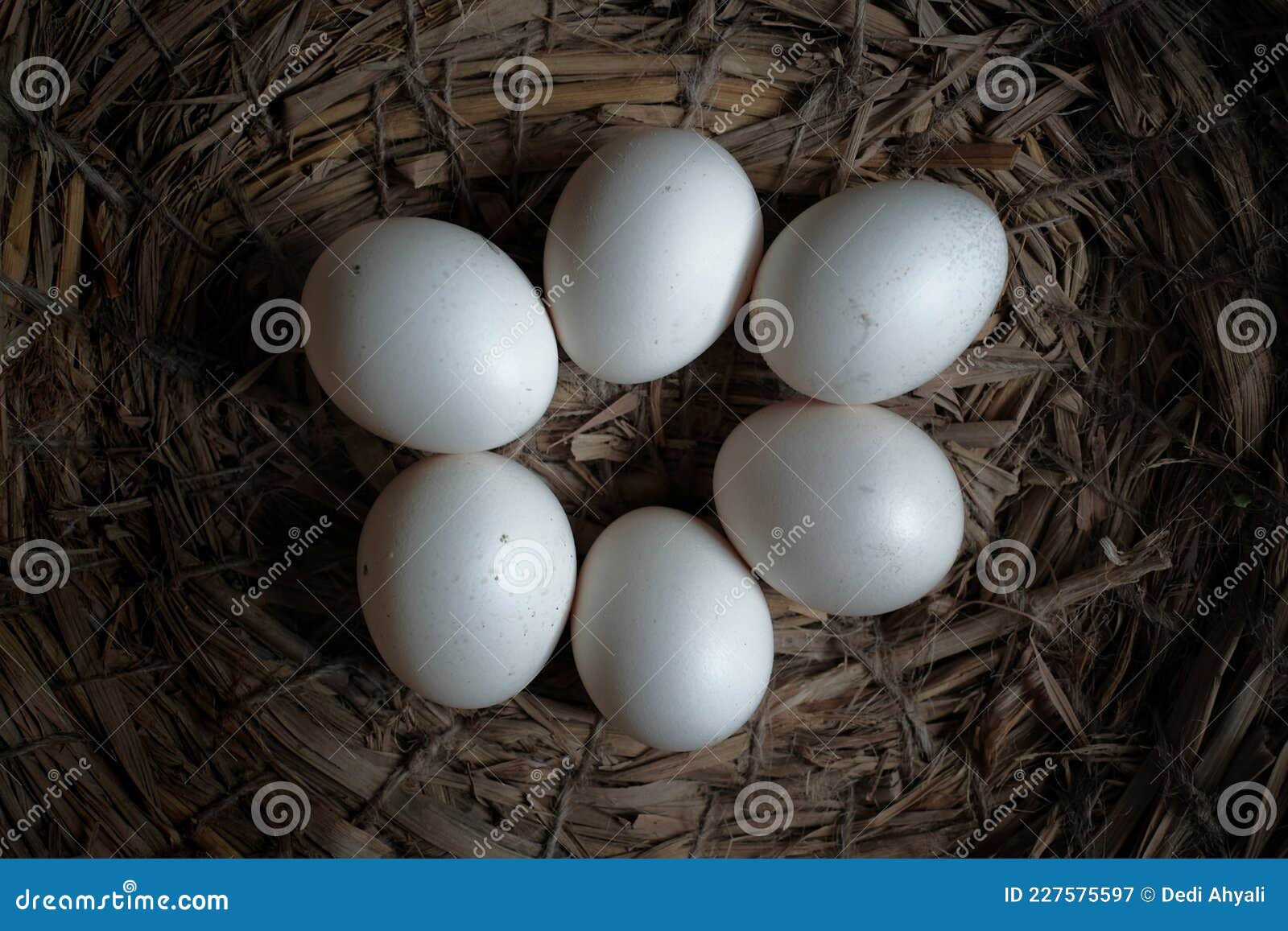 Bantam Chicken Eggs stock image. Image of bird, kate - 227575597