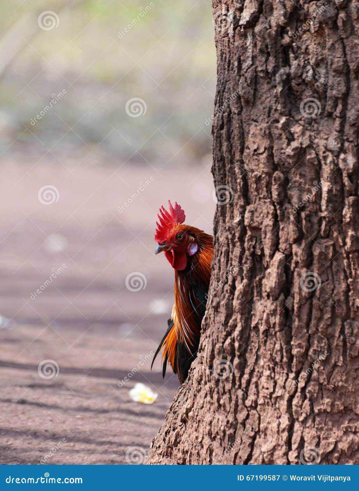 Bantam Chicken Hide with Tree Stock Image - Image of dangerous ...