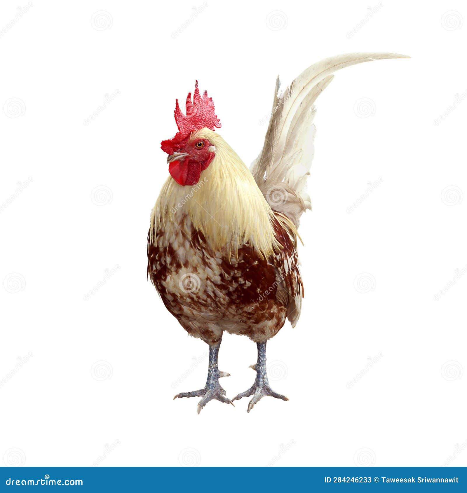 Bantam Chicken Isolated on White Background with Clipping Path Stock ...