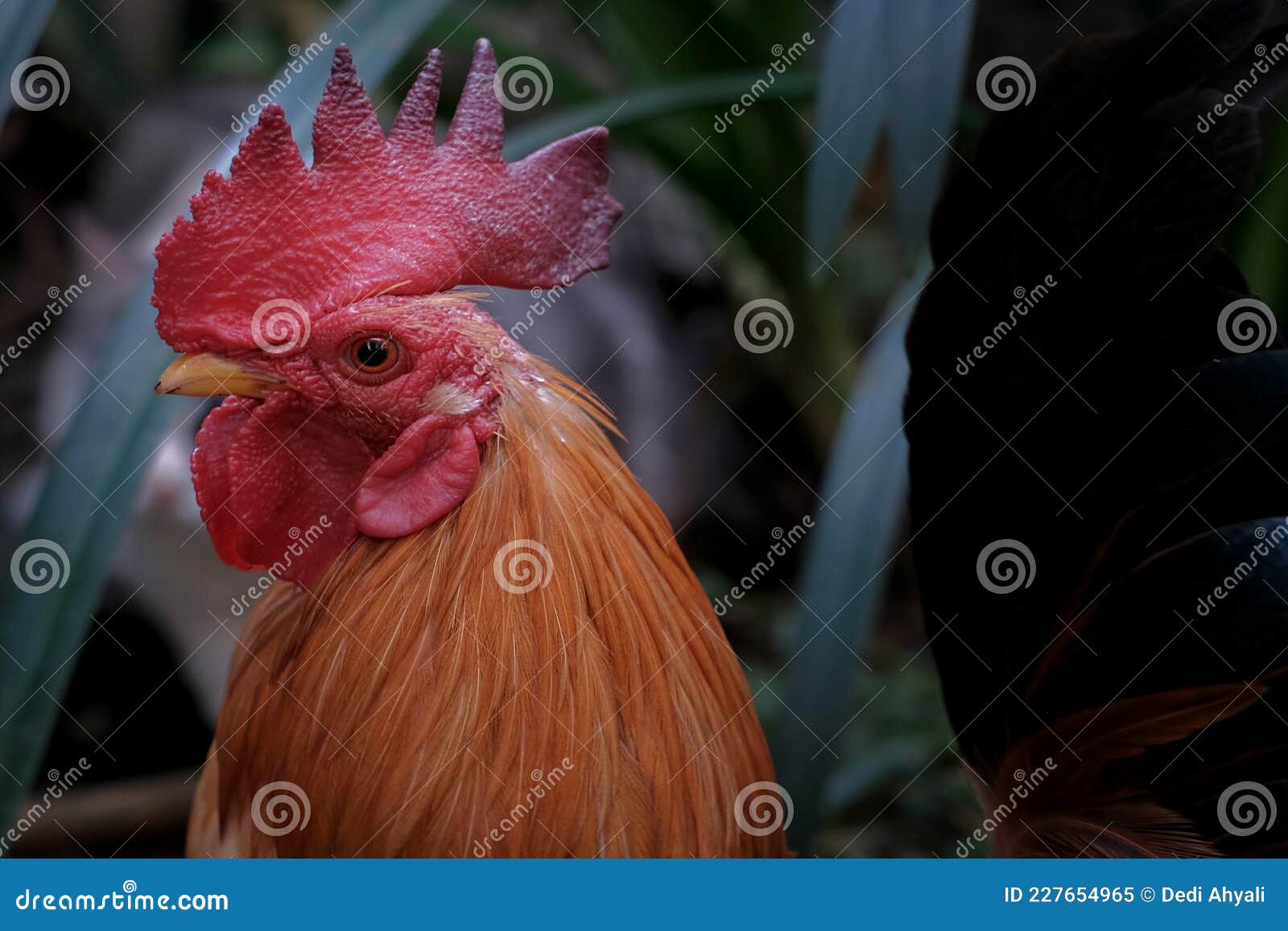 Bantam Chicken or Kate Chicken Stock Image - Image of bird, head: 227654965