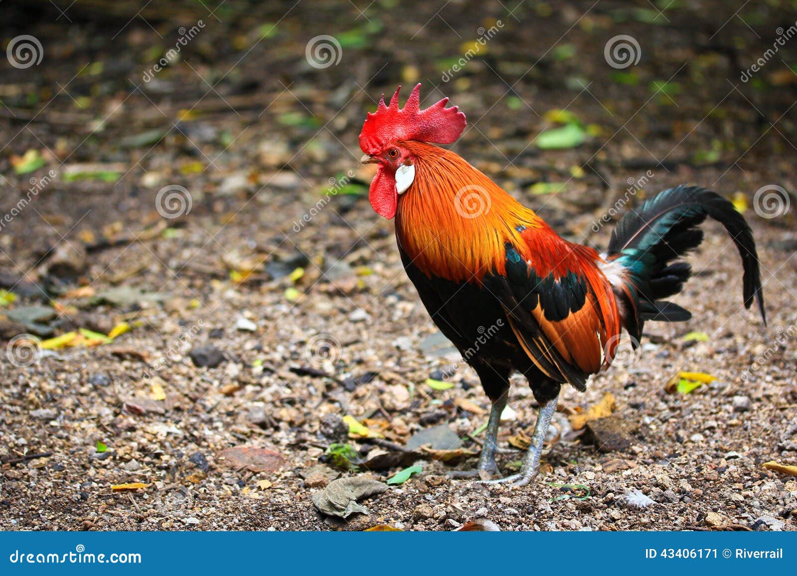 Bantam Chicken Royalty-Free Stock Image | CartoonDealer.com #10192204