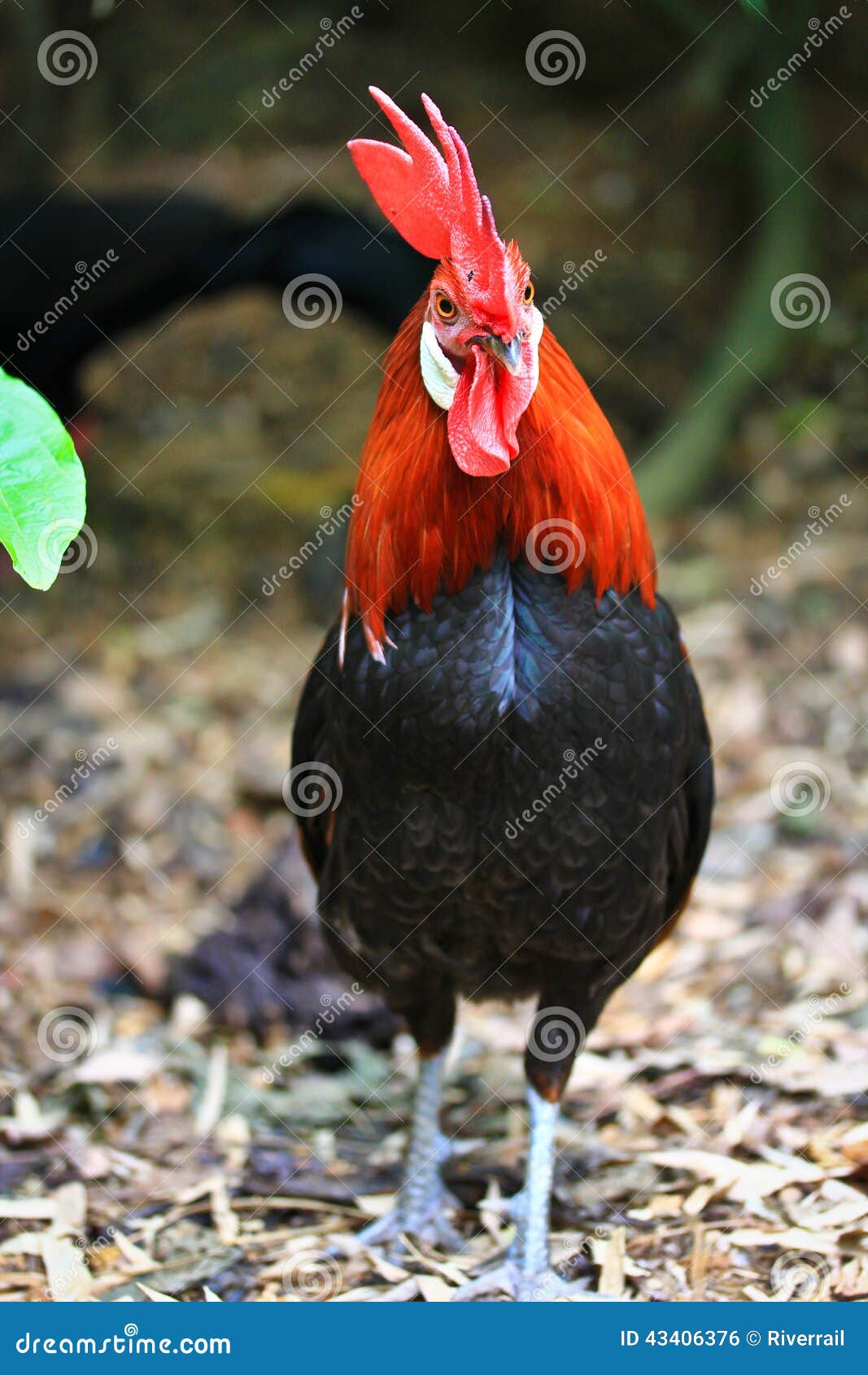 Bantam chicken stock photo. Image of gold, farm, female - 43406376