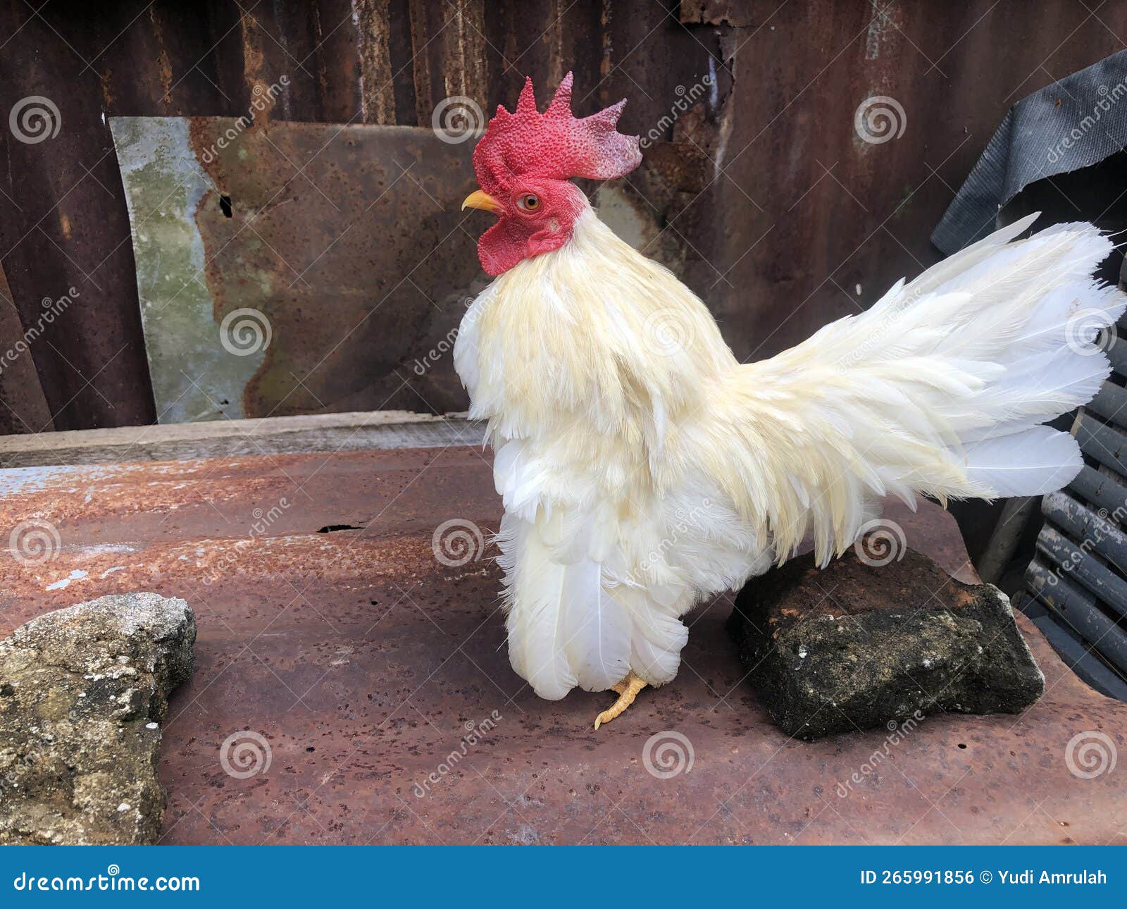 The Smallest Chicken (bantam Chicken) Stock Photo - Image of poultry ...