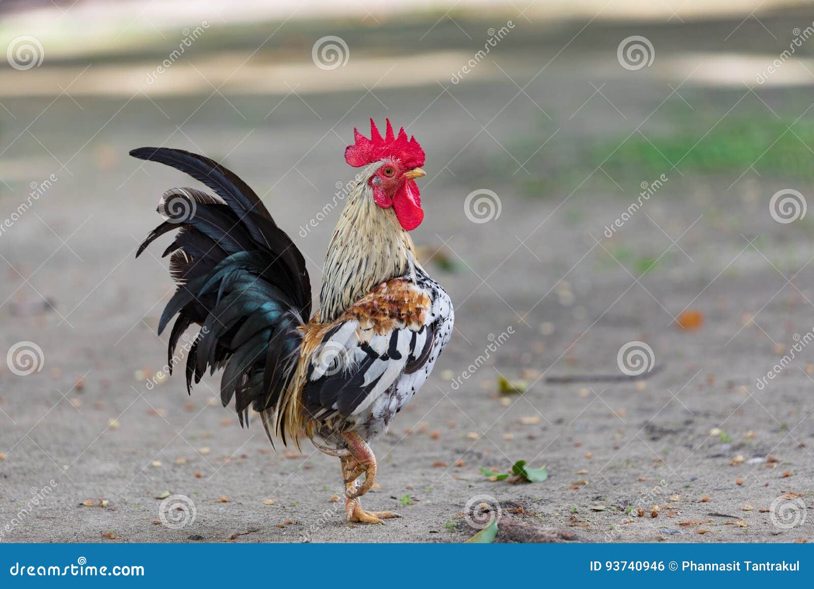 Bantam Chicken. stock photo. Image of green, feather - 93740946