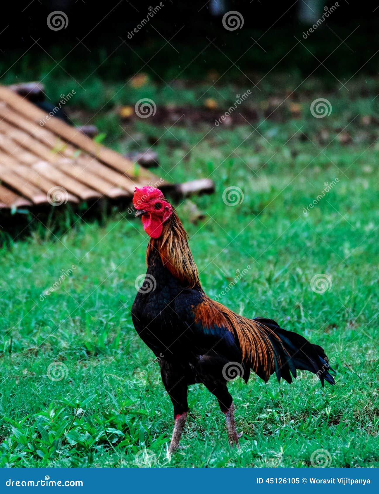 Bantam chicken stock image. Image of buddhist, bantam - 45126105
