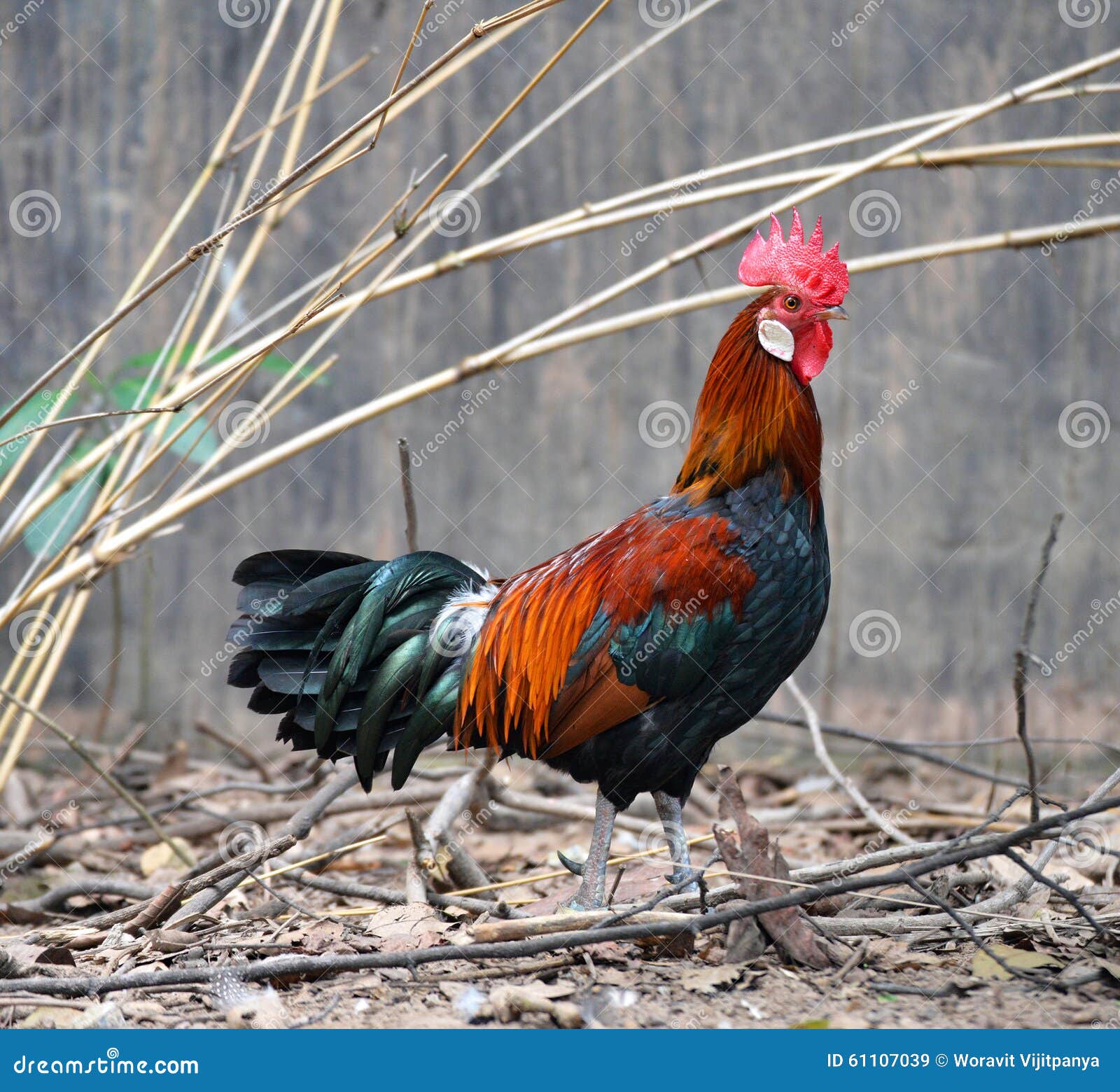 Bantam chicken stock image. Image of good, chicken, animal - 61107039