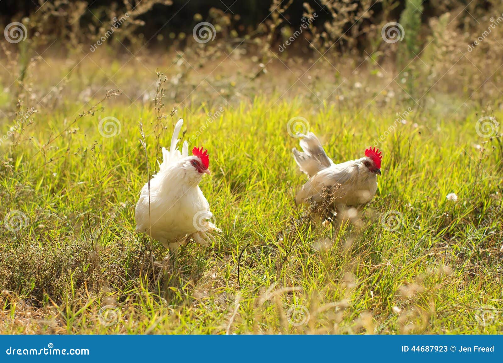 Bantam chickens in field stock image. Image of chickens - 44687923