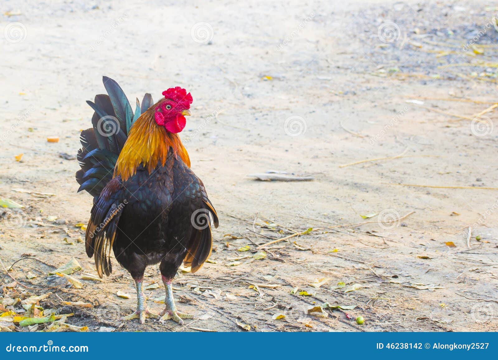 A Bantam Cockerel (Thai Bantam Central Courtyard.) Stock Photo - Image ...